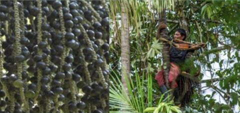 The Great Açent! Exploring methods of assisted Açai Harvesting in ...